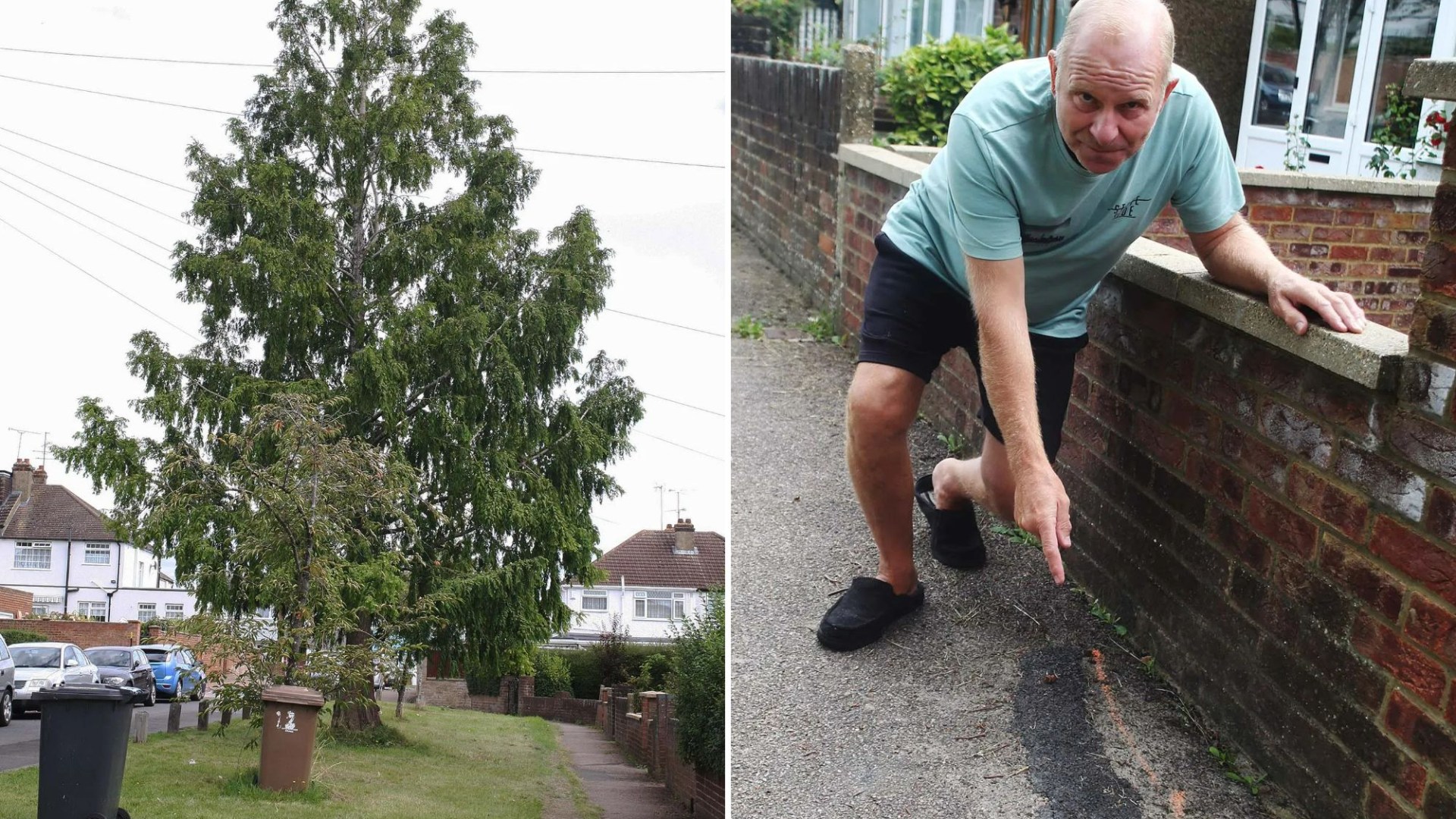 Outrage Over Council-Planted 150ft Trees Blocking Light and Driveways ...